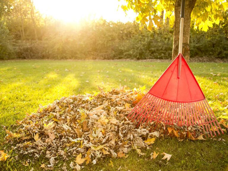 What Should I Do For A Fall Clean-Up? | Mr. Mulch